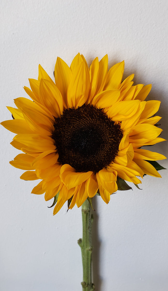 Sunflower – Import Flowers Nashville