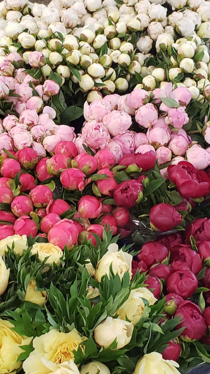 Peony – Import Flowers Nashville