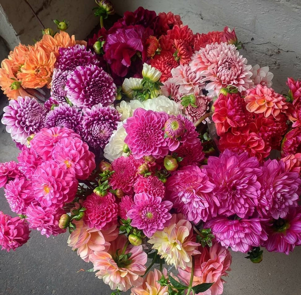 Dahlia – Import Flowers Nashville