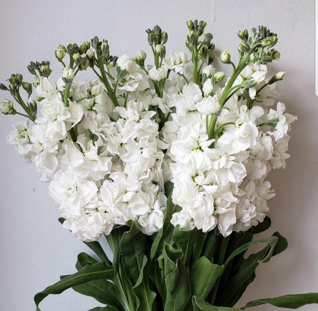 Stock – Import Flowers Nashville