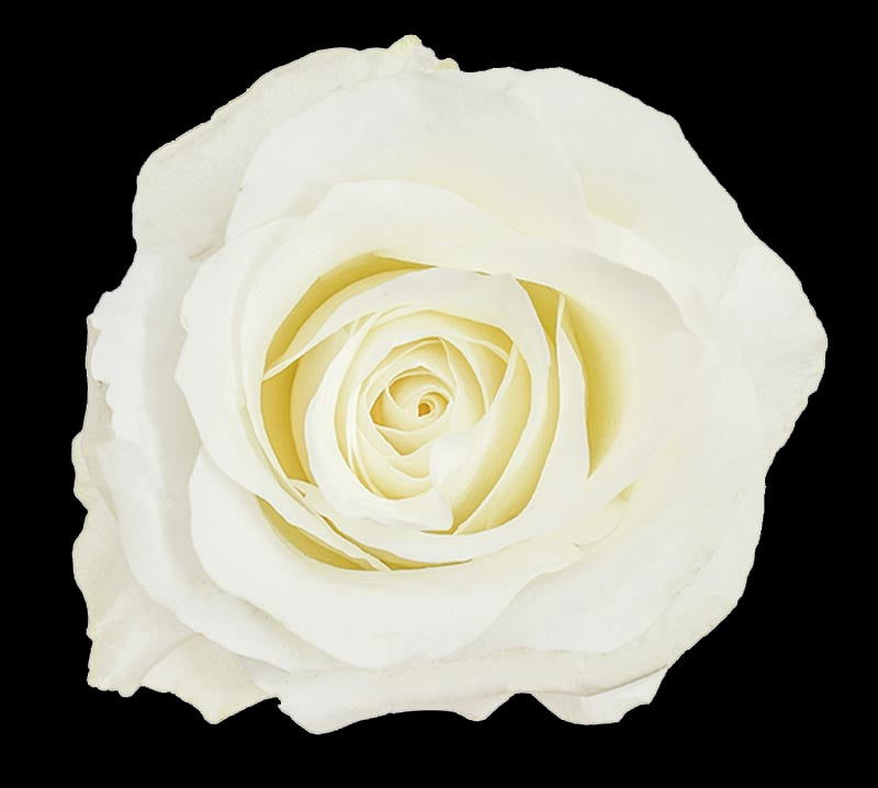 Roses White – Import Flowers Nashville