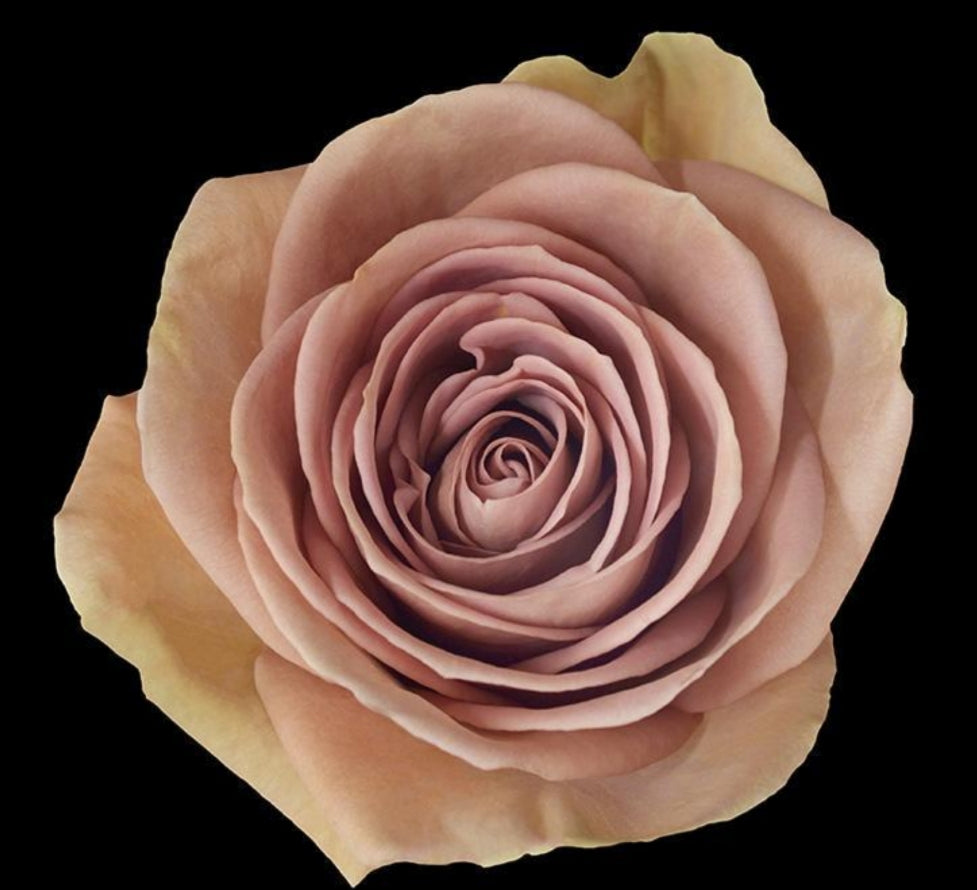 Roses Mauve – Import Flowers Nashville