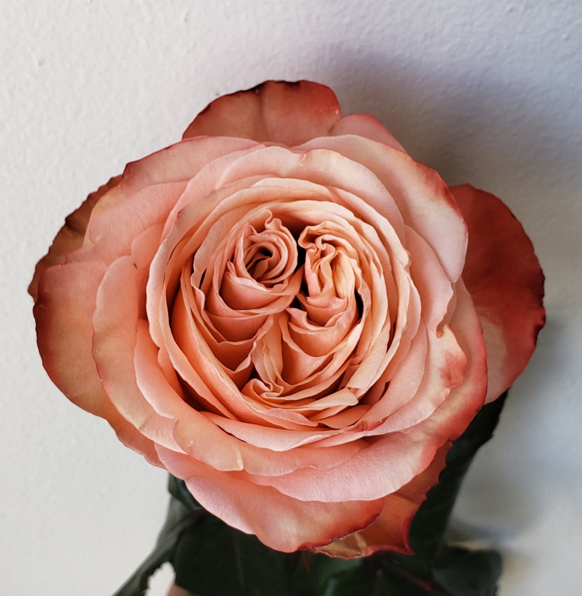 All Roses – Import Flowers Nashville