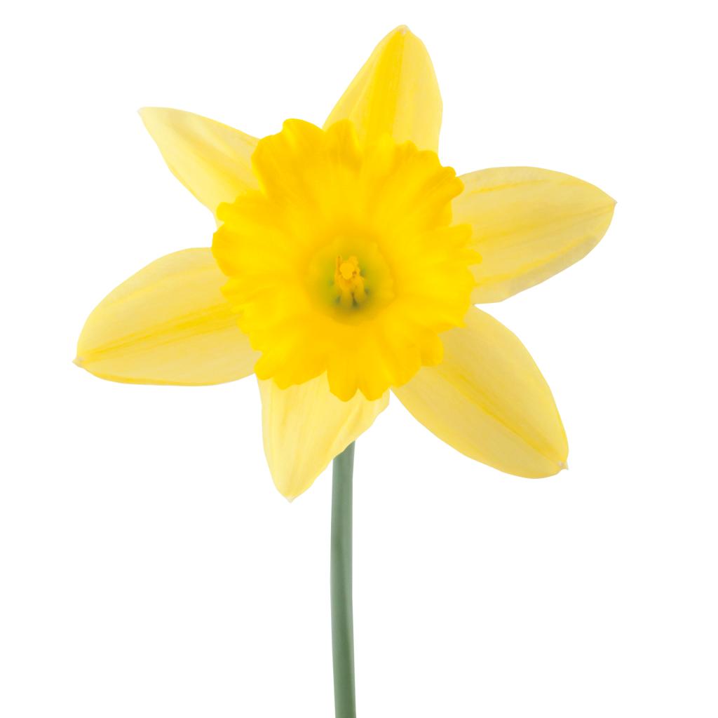 Daffodil – Import Flowers Nashville