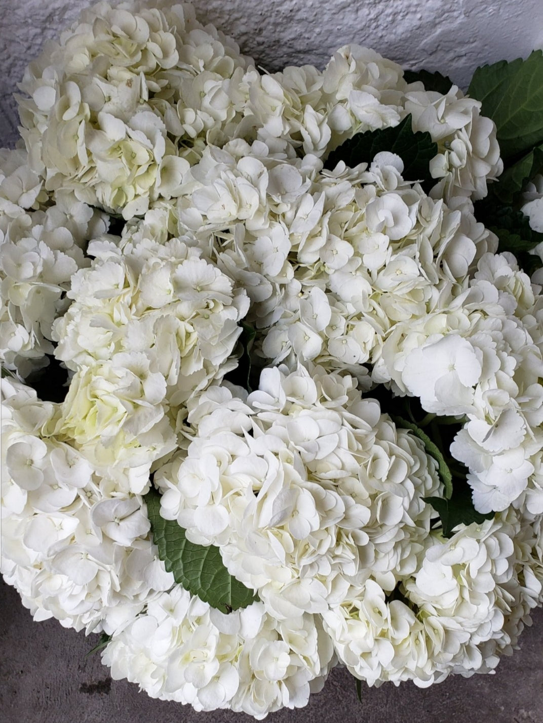 Import Flowers Nashville