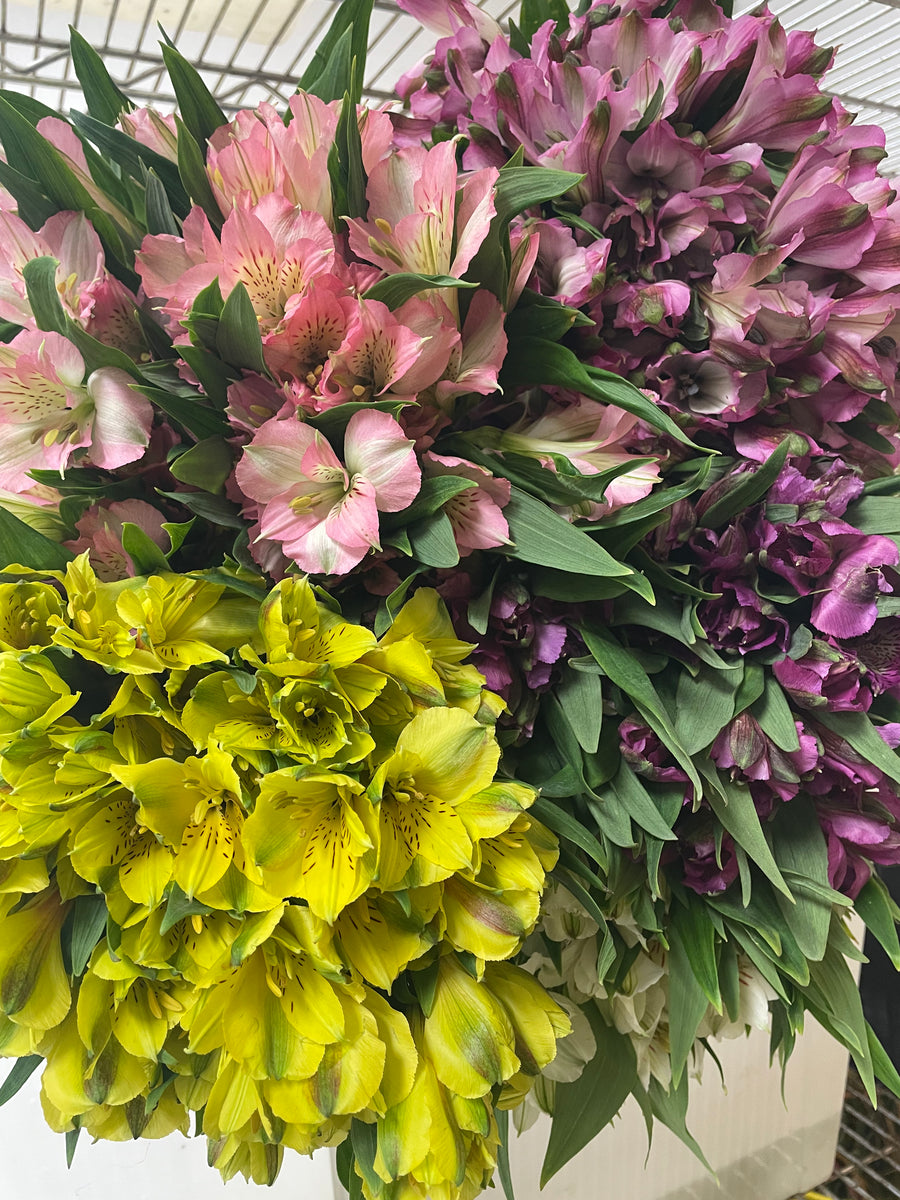 Alstroemeria – Import Flowers Nashville