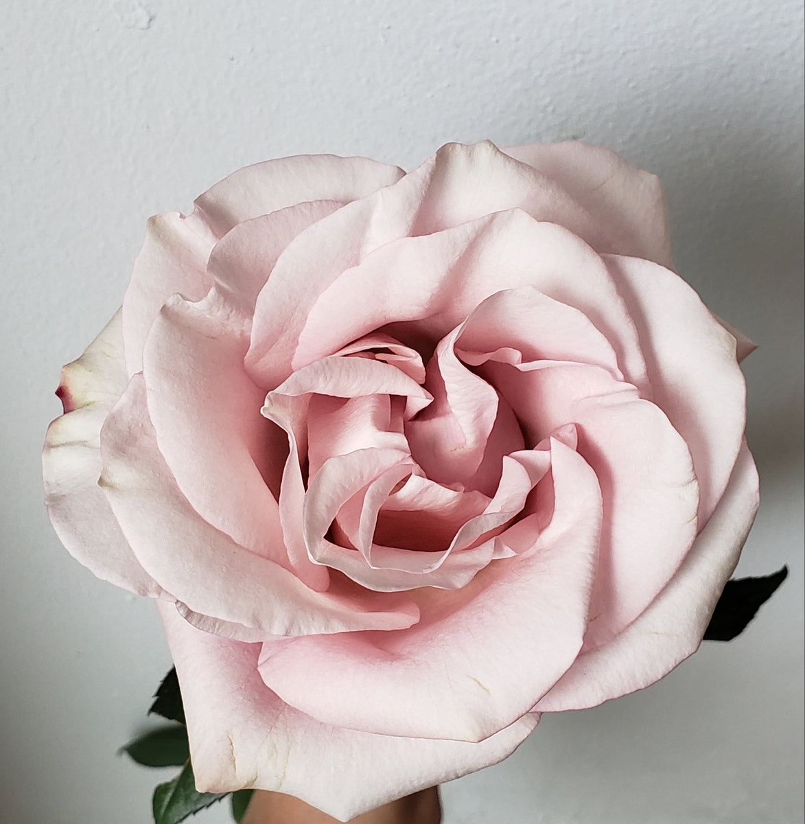 Blush Roses Bulk – Import Flowers Nashville