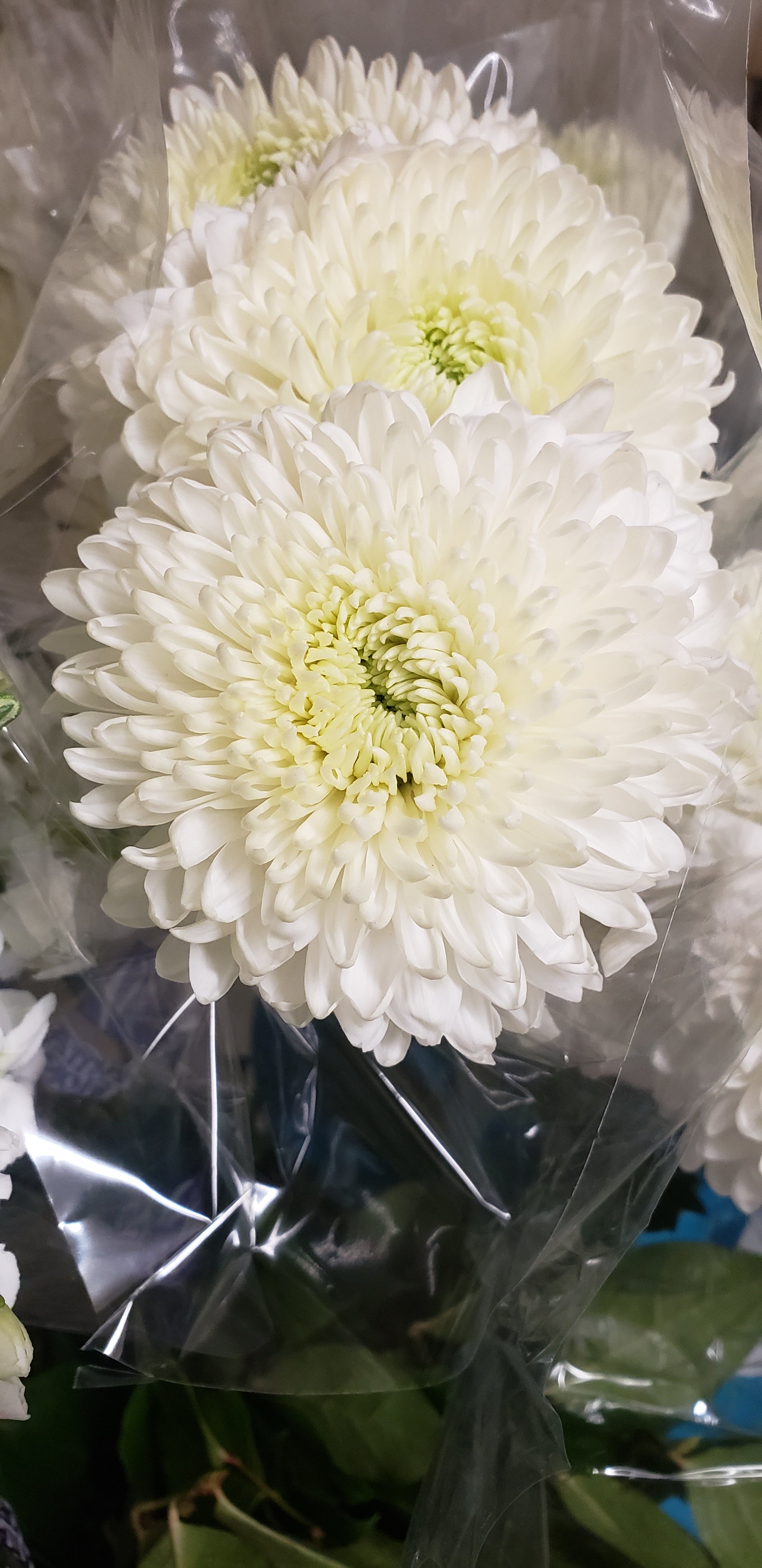 Mums – Import Flowers Nashville